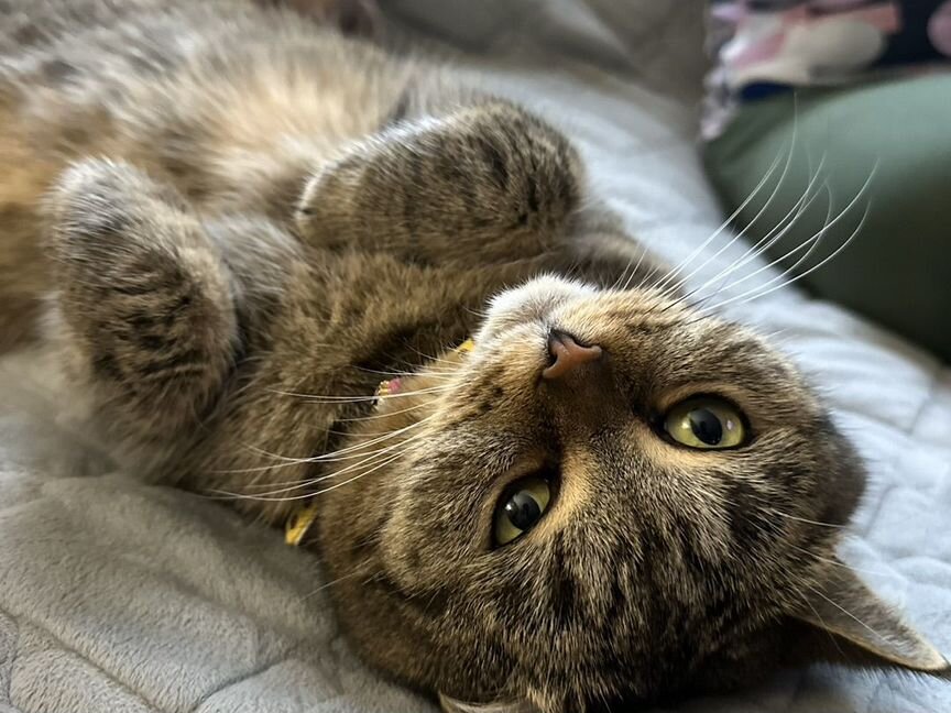 Отдам кошку в добрые руки