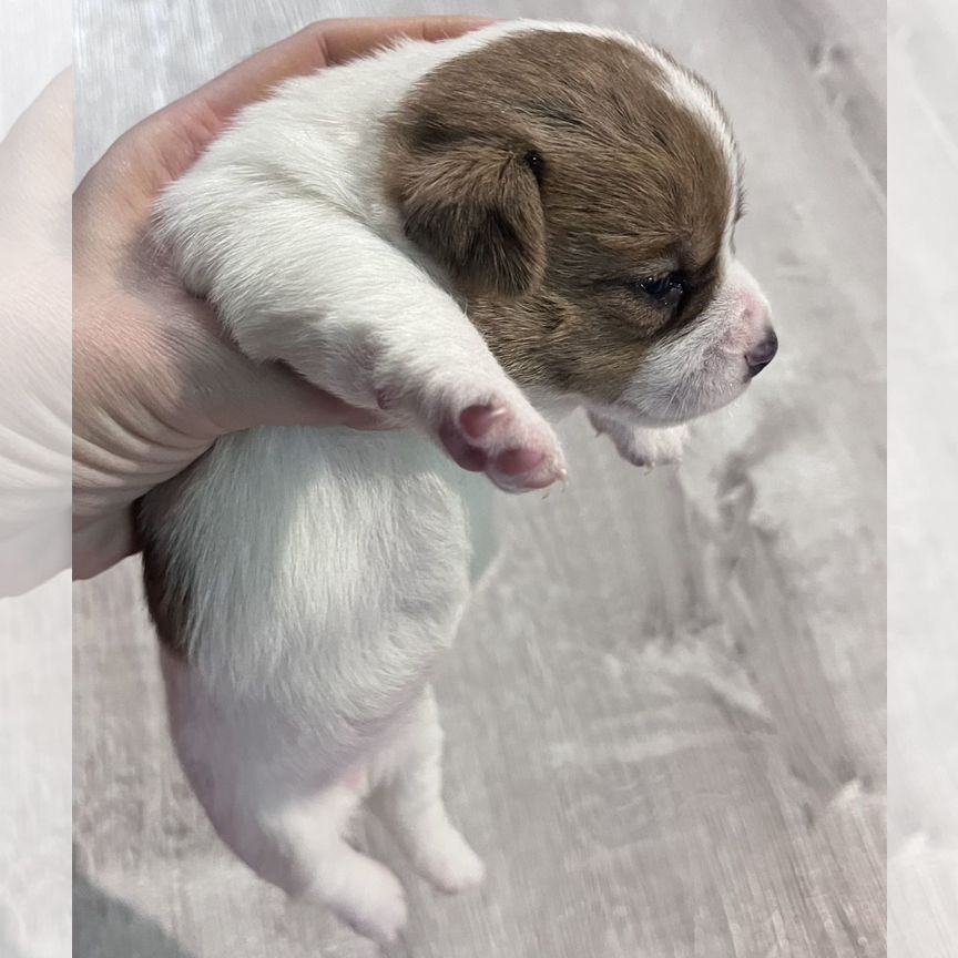 Джек-рассел-терьер, щенок