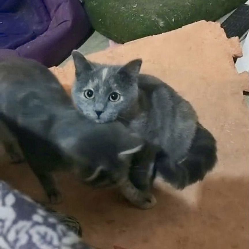 Котята в добрые руки девочка