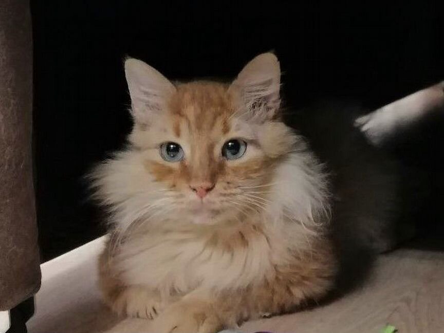 Спасенный Рыжик в добрые руки