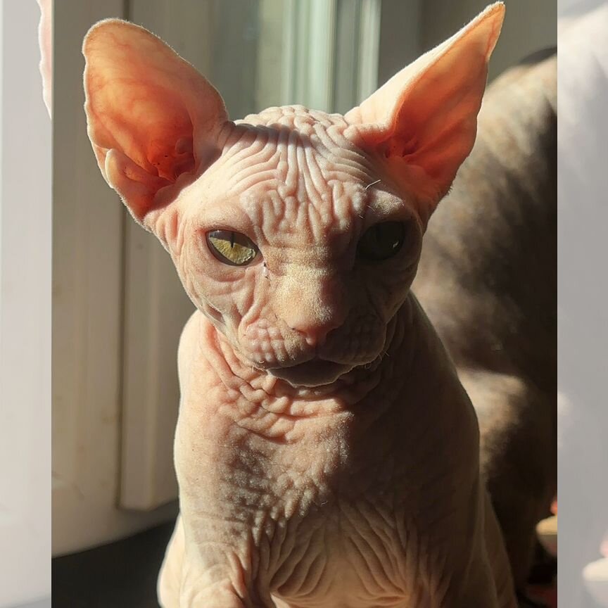 Канадский сфинкс котёнок