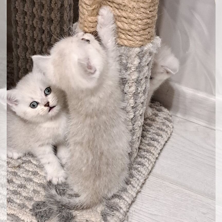 Британский короткошёрстный котёнок