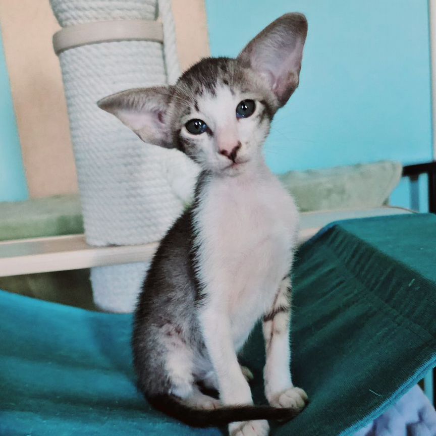 Ориентальный котёнок