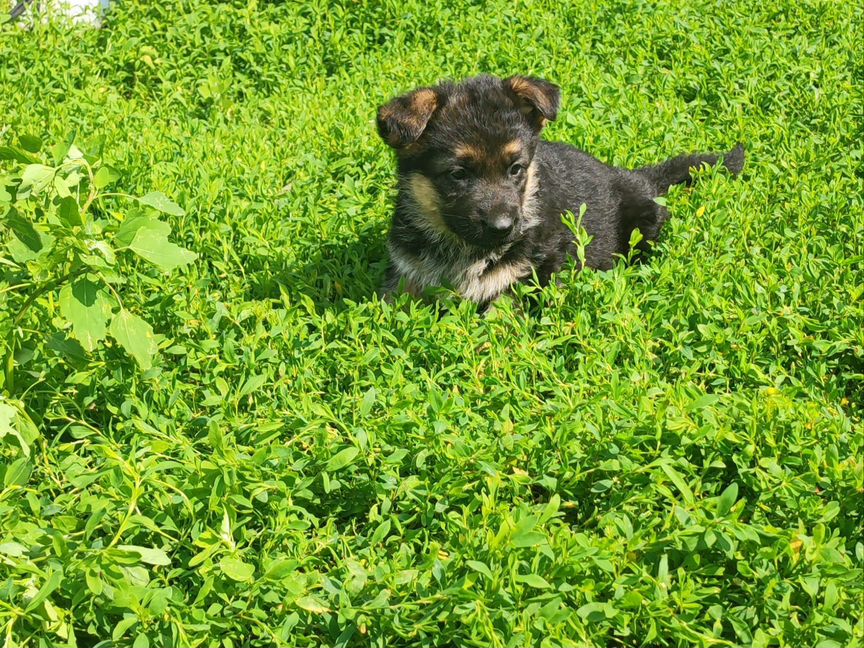 Продам щенков немецкой овчарки