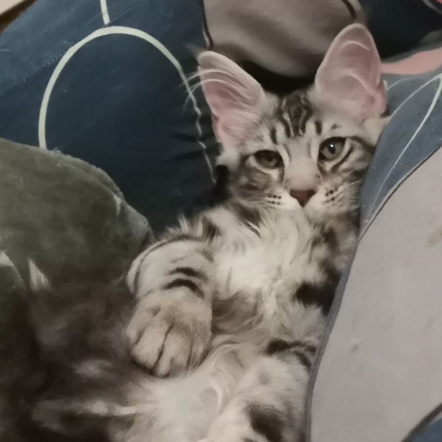 Котята мейн-кун