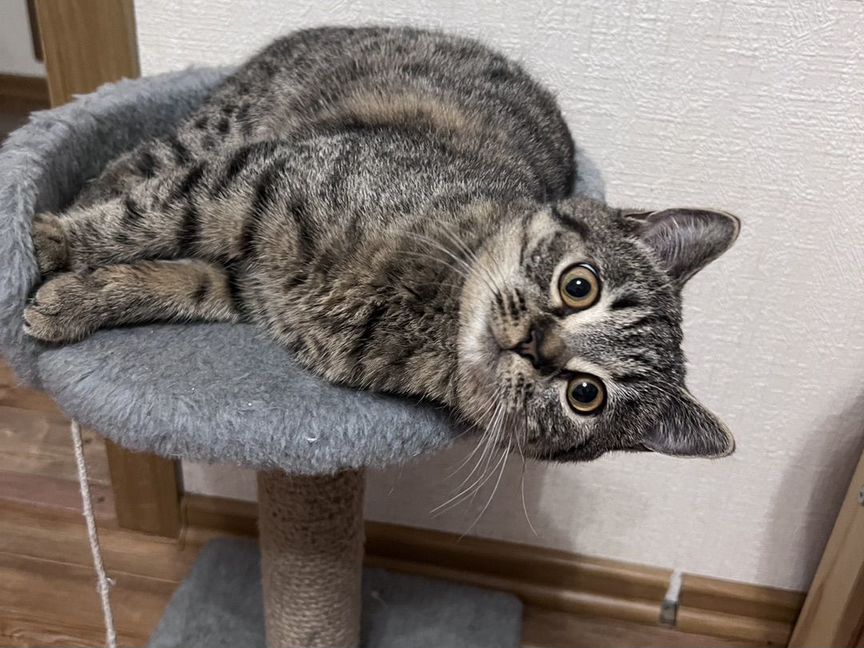 Шотландская кошка