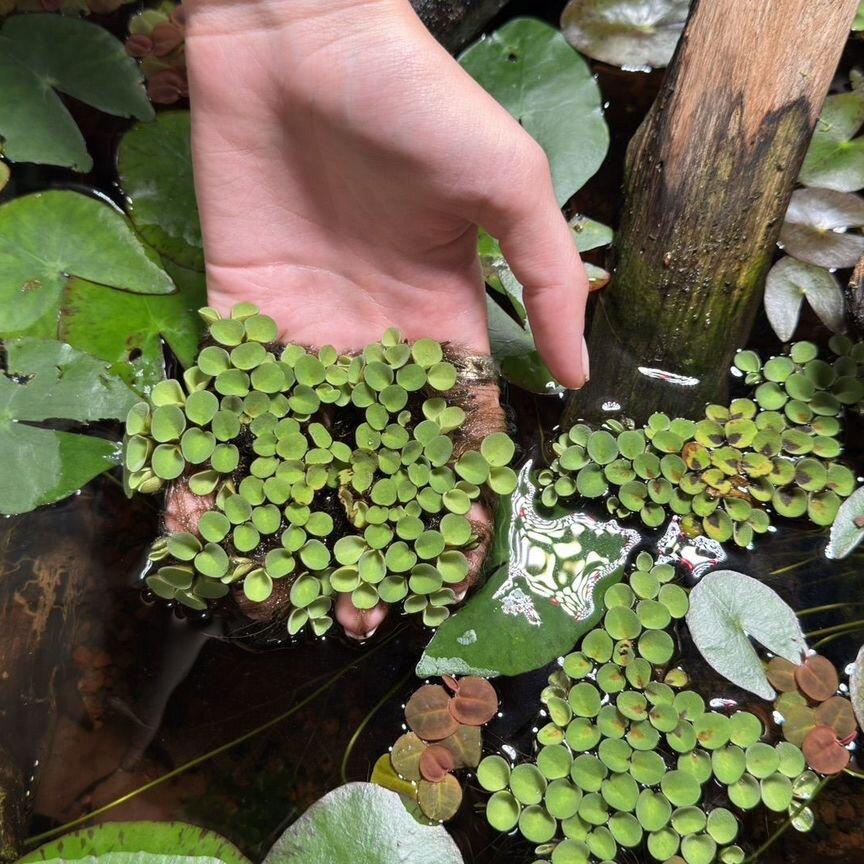 Сальвиния ушастая