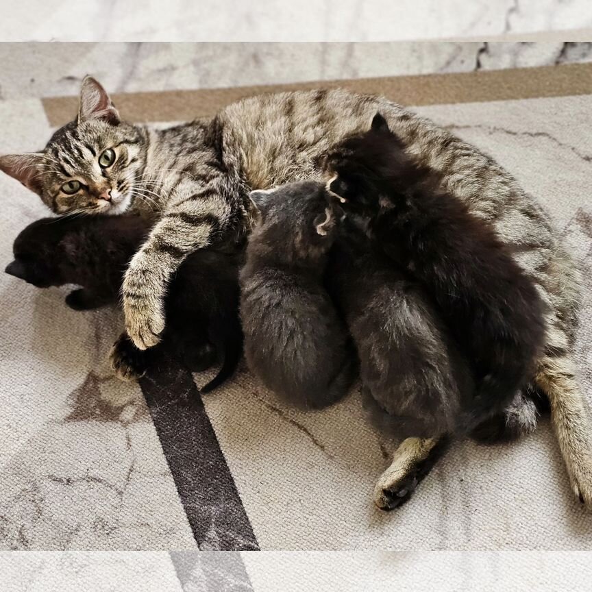 Котята в добрые руки 1 месяц