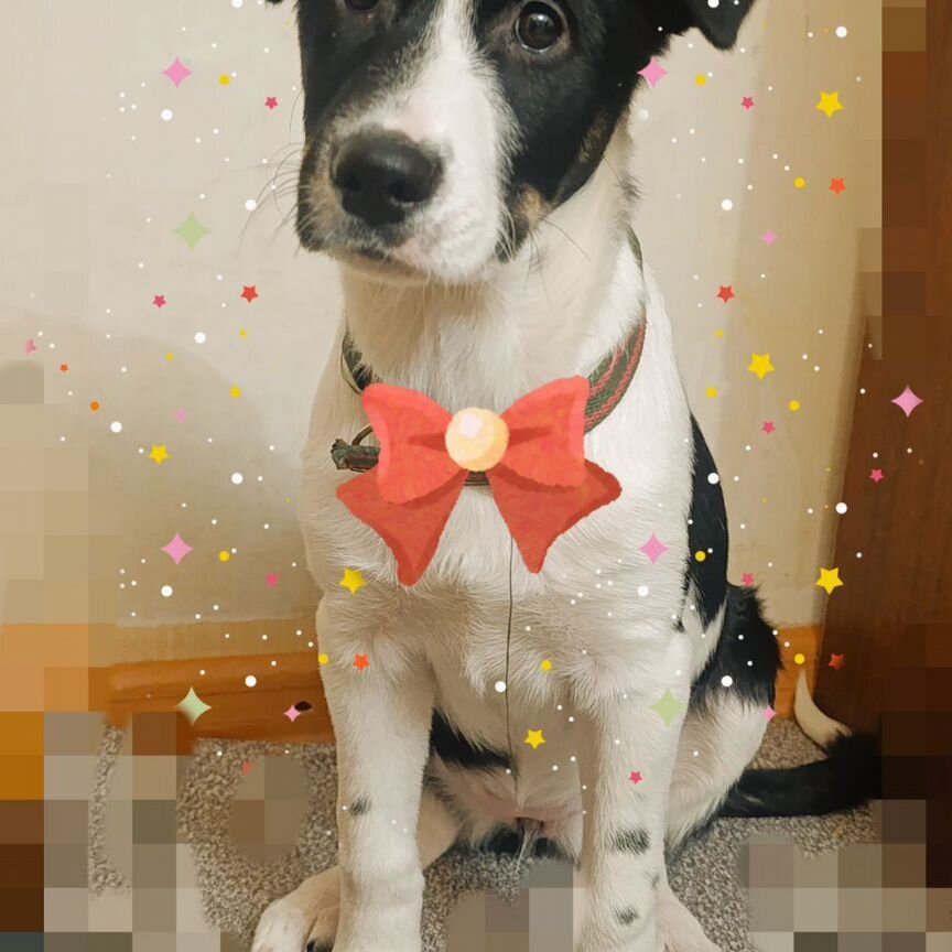 Щенок в добрые руки