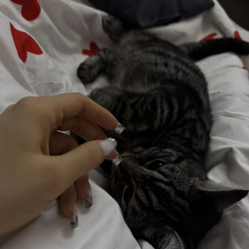 Кот ласковый 8 месяцев