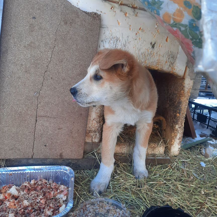 Щенок в добрые руки бесплатно