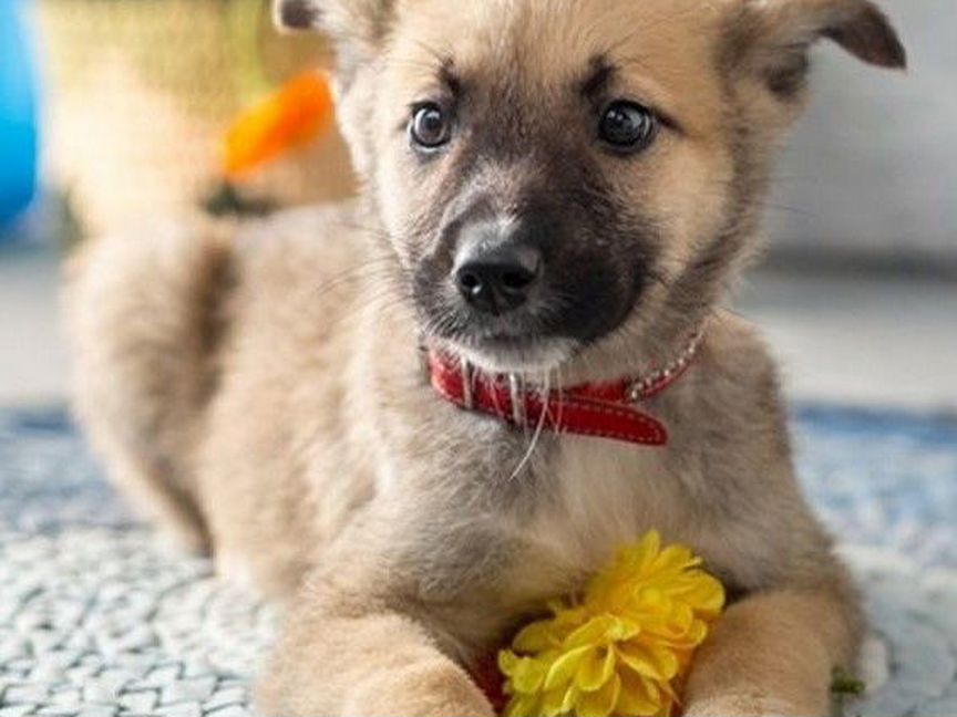 Умные глазки, верное сердечко. Щеночек в частный д