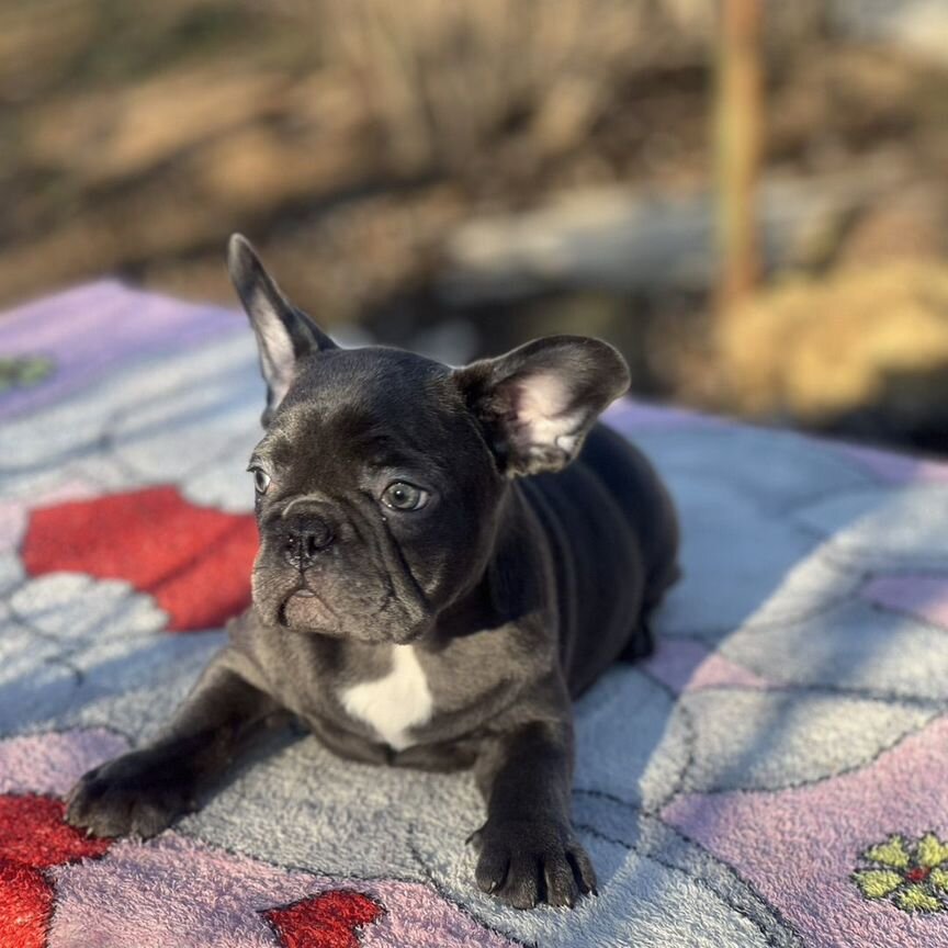 Голубое чудо