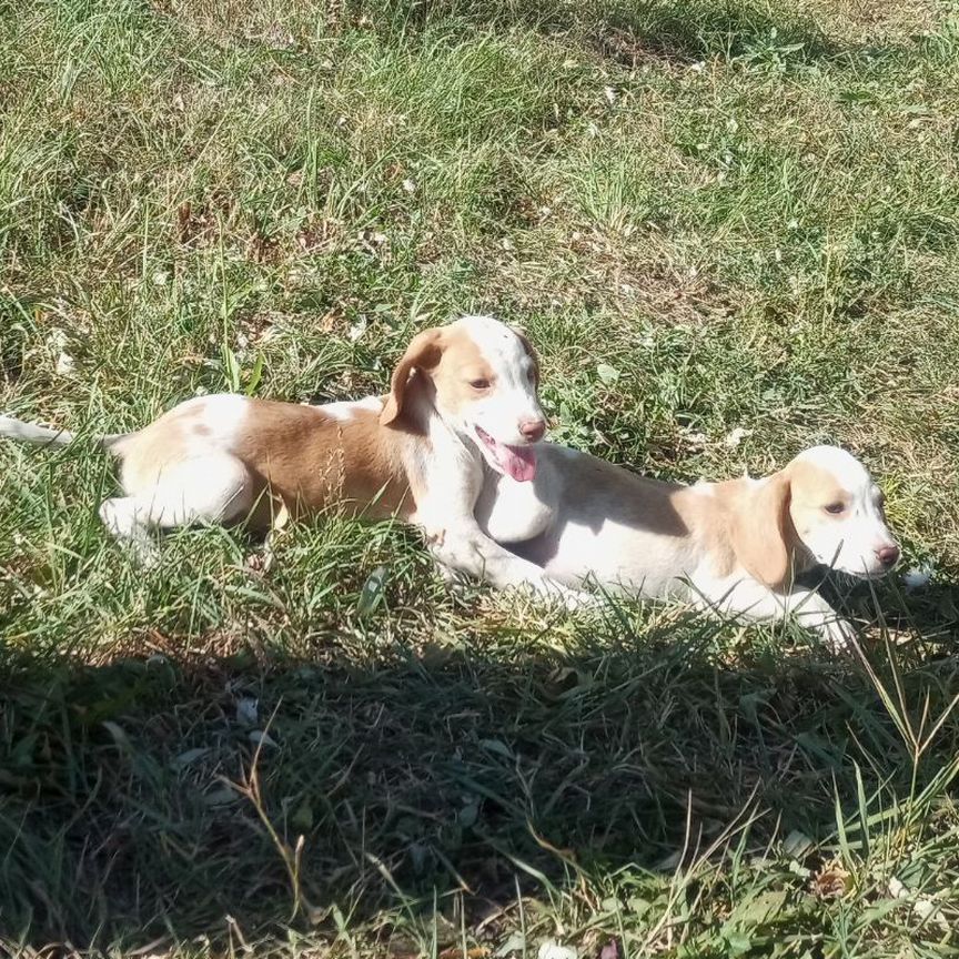 Эстонская гончая привиты дважды мультикан 6