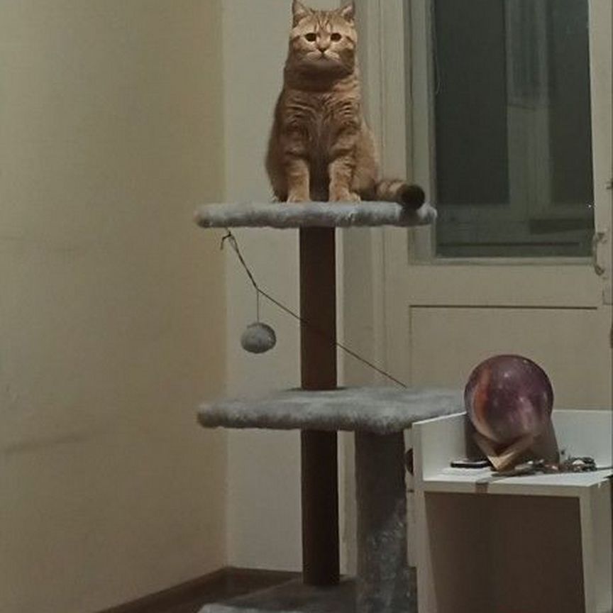 Шотландский прямоухий короткошёрстный, взрослый кот