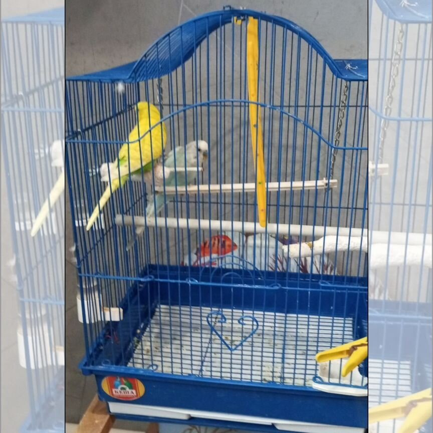 Волнистый попугай