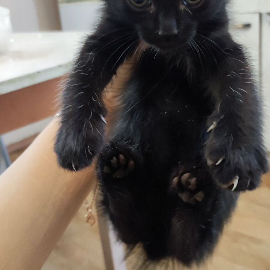 Котята