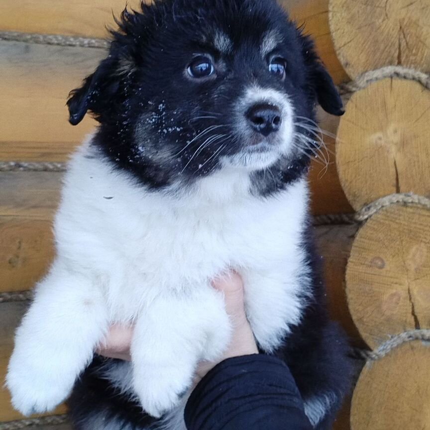 Щенок в добрые руки