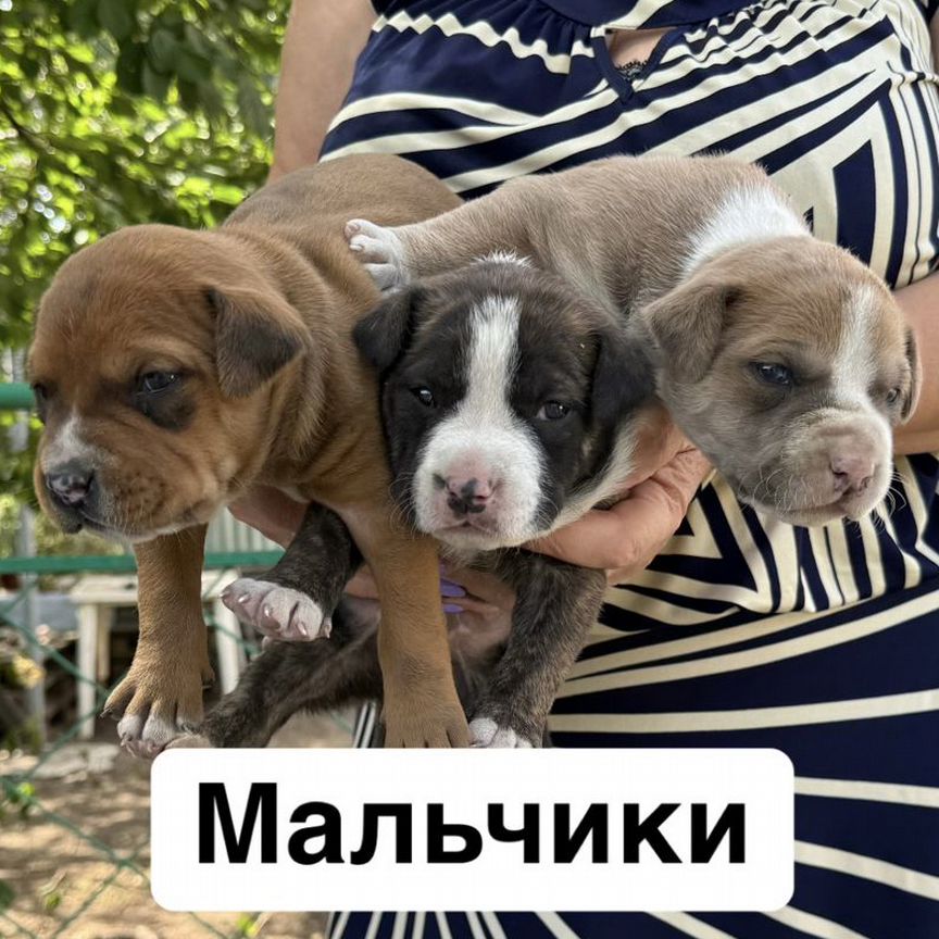 Щенки стаффорда