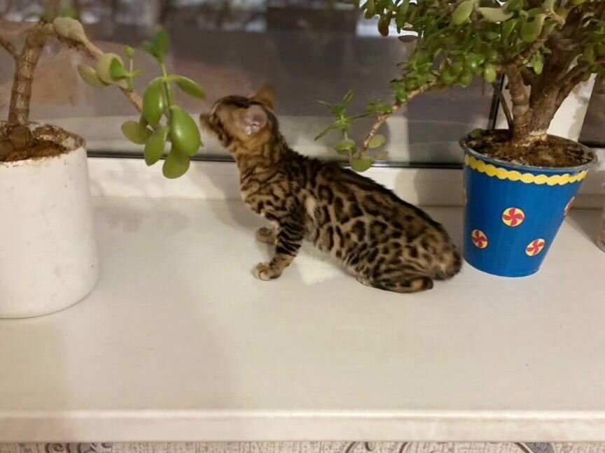 Бенгалочки