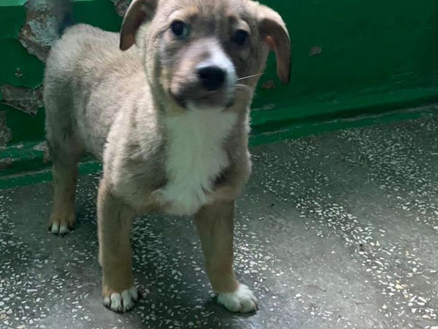 Собака в добрые руки щенок