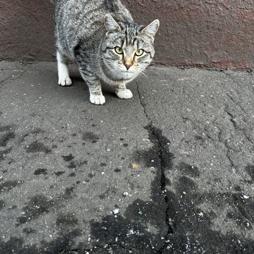 Молодой котик