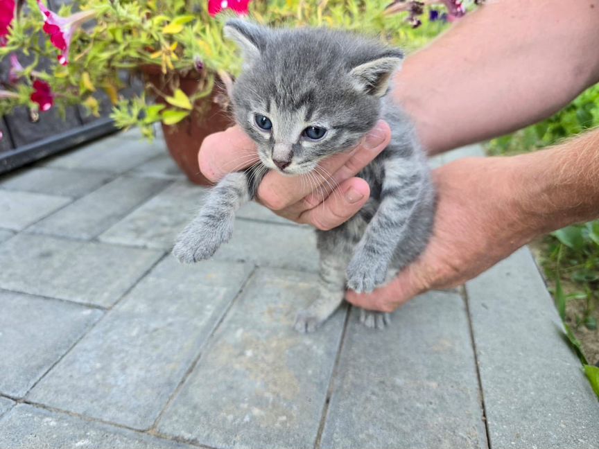 Котята