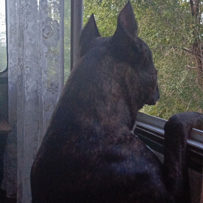 Парень ищет девочку