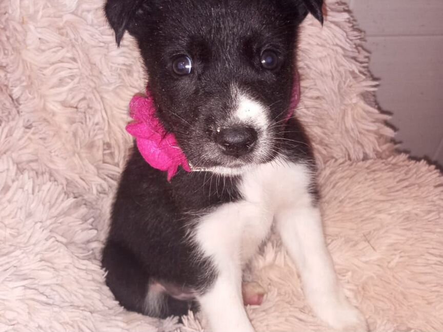 Щенок-метис в добрые руки