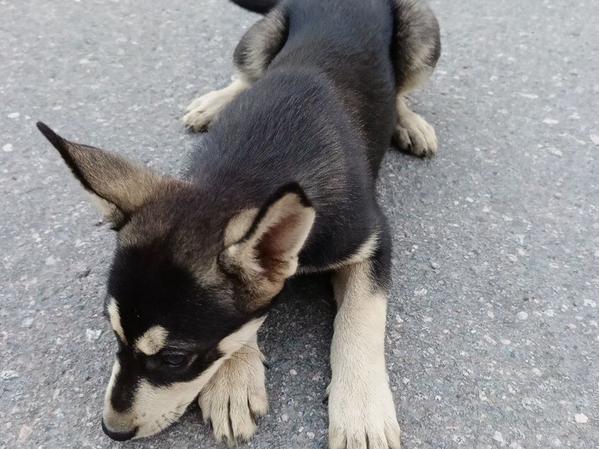 Щенок с цветным языком