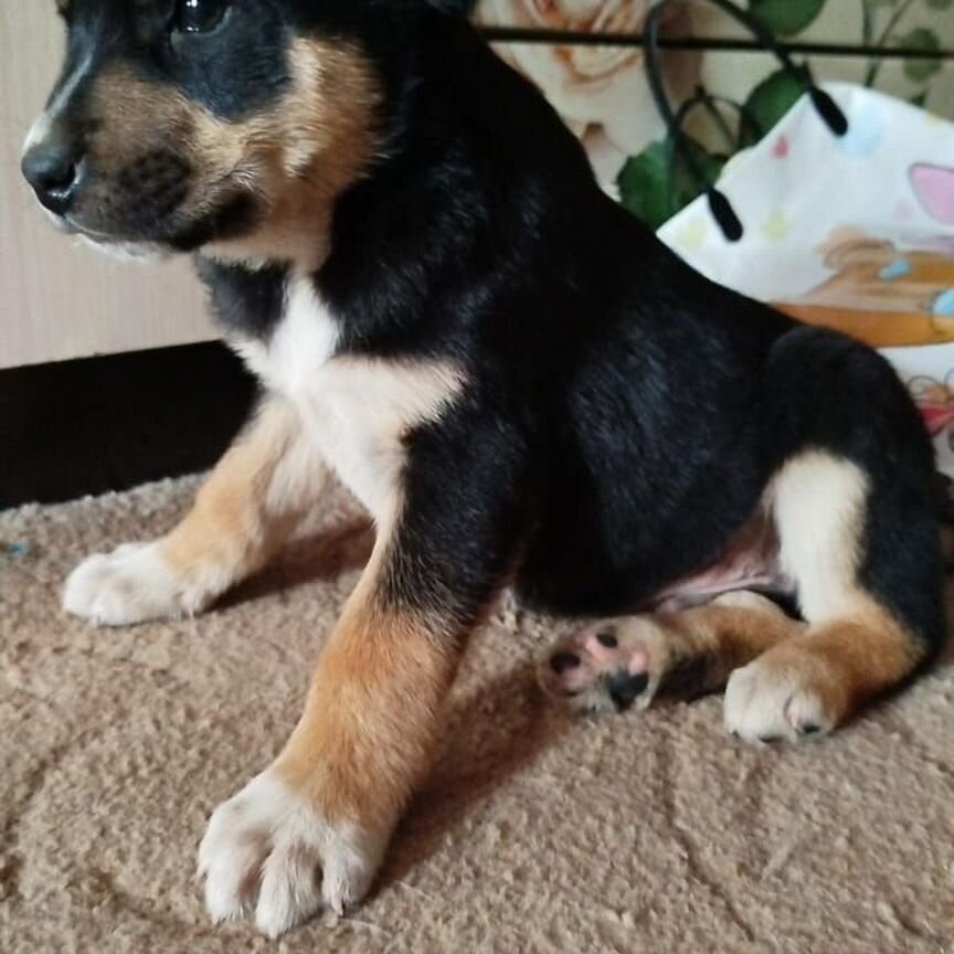 Щенки 2,5 месяца