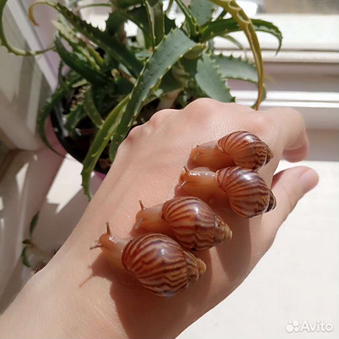 Улитки ахатины 2 мес
