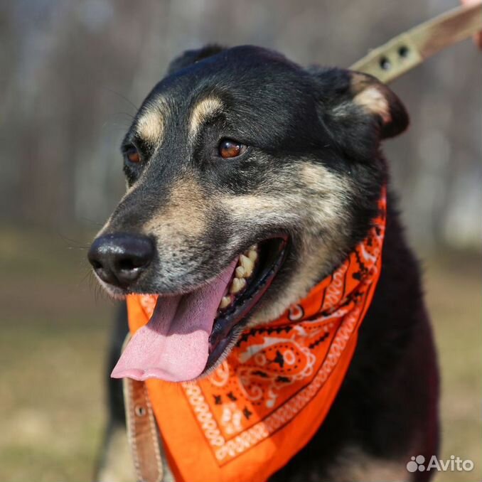 Собака в добрые руки. Макс ищет дом