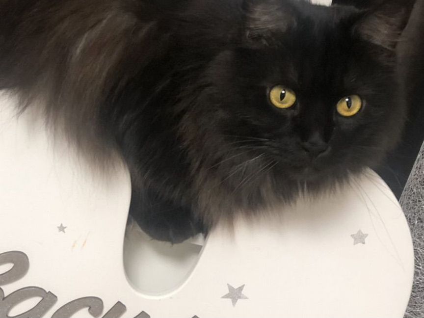 Котик Маркиз ждёт новую семью