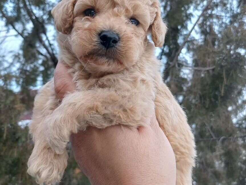 Мальтипу f1 мальчик