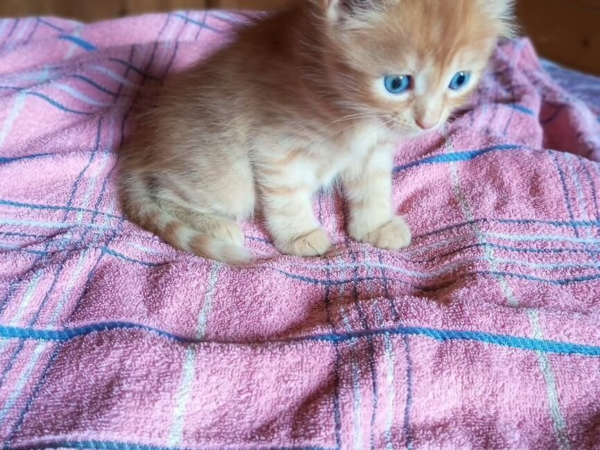 Котятки
