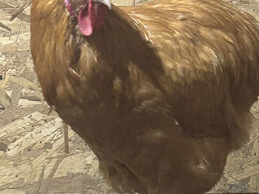 Куры петухи