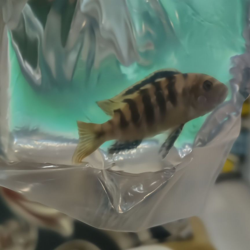 Цихлида чернополосая