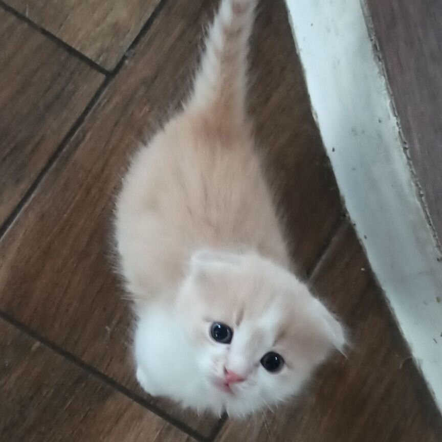 Продам шотландского вислоухого котенка