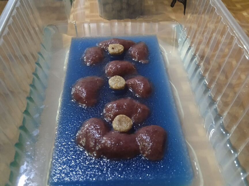 Живой корм для рыб. Аулофорус. Трубочник