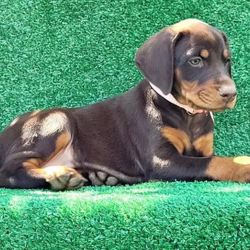 Щенки Добермана несколько окрасов