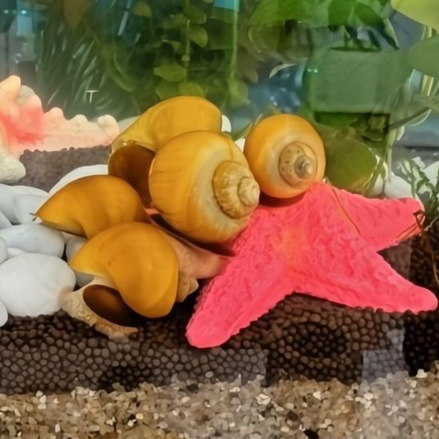 Улитки ампулярии