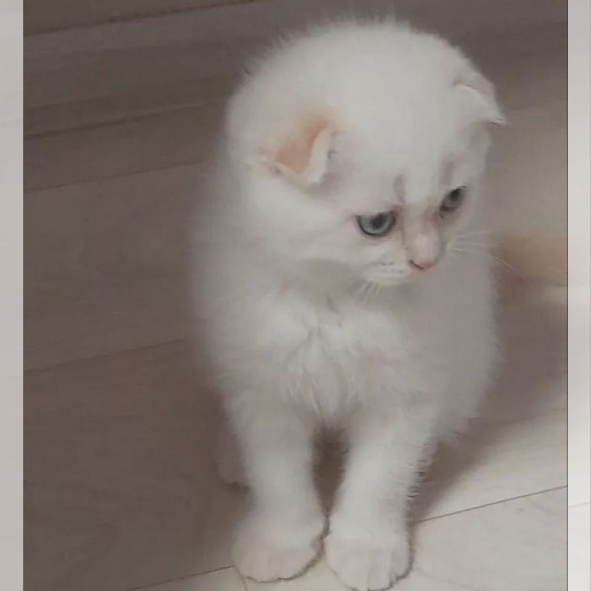 Шотландский вислоухий короткошёрстный котёнок