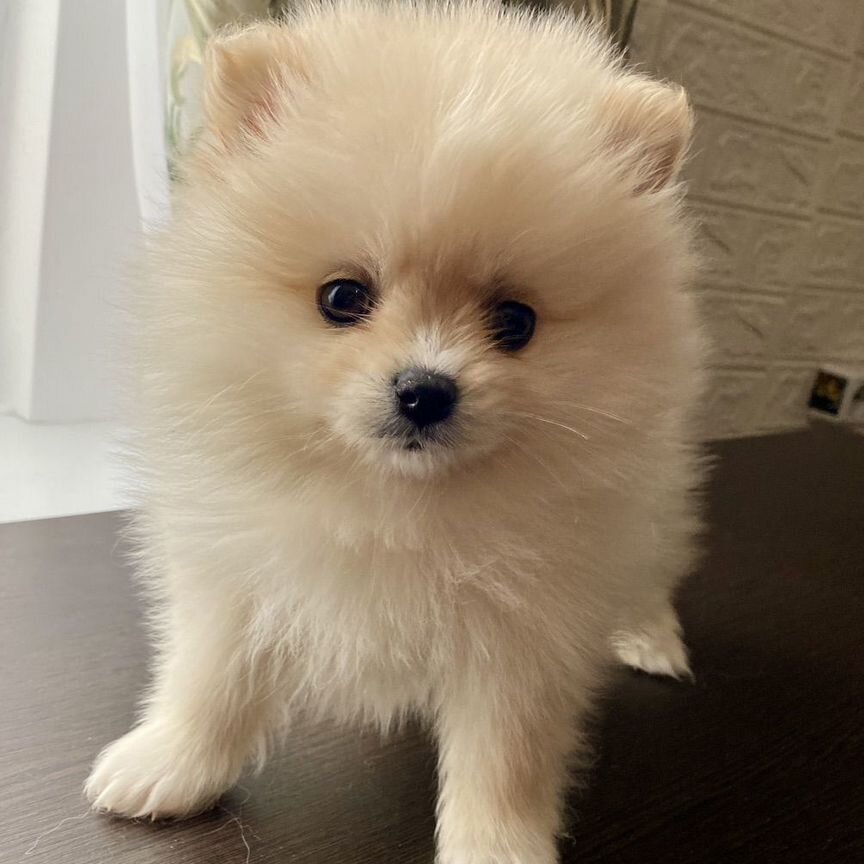 Померанский шпиц, щенок