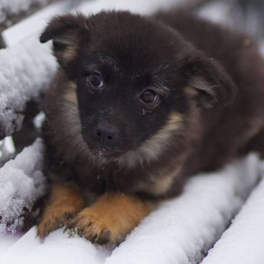 Щенок в добрые руки