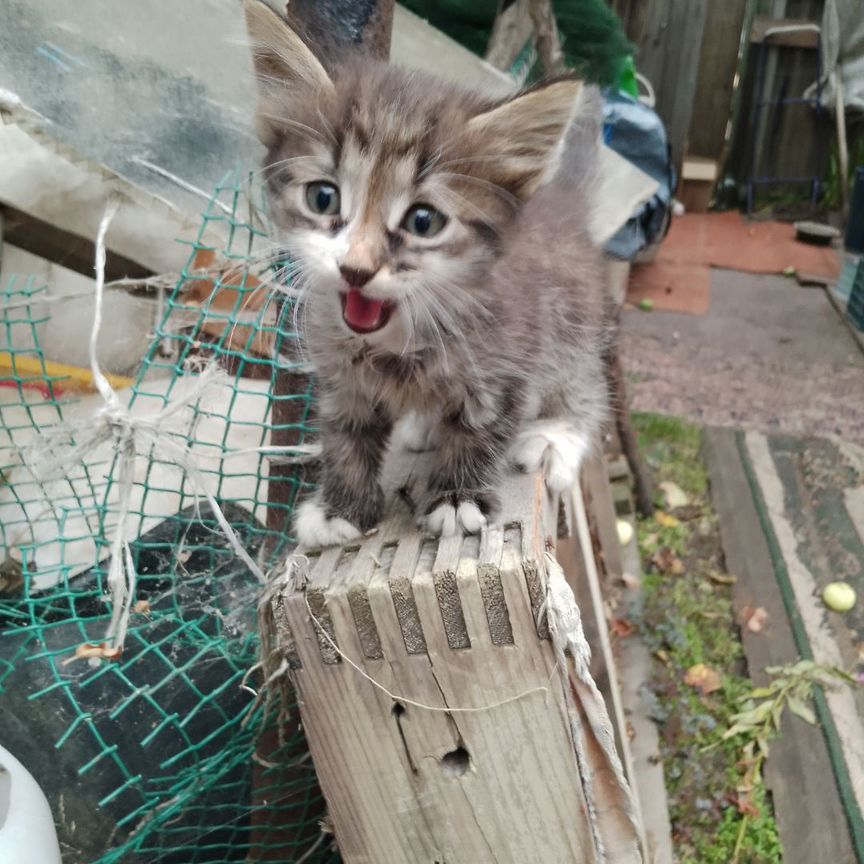 Котёнок