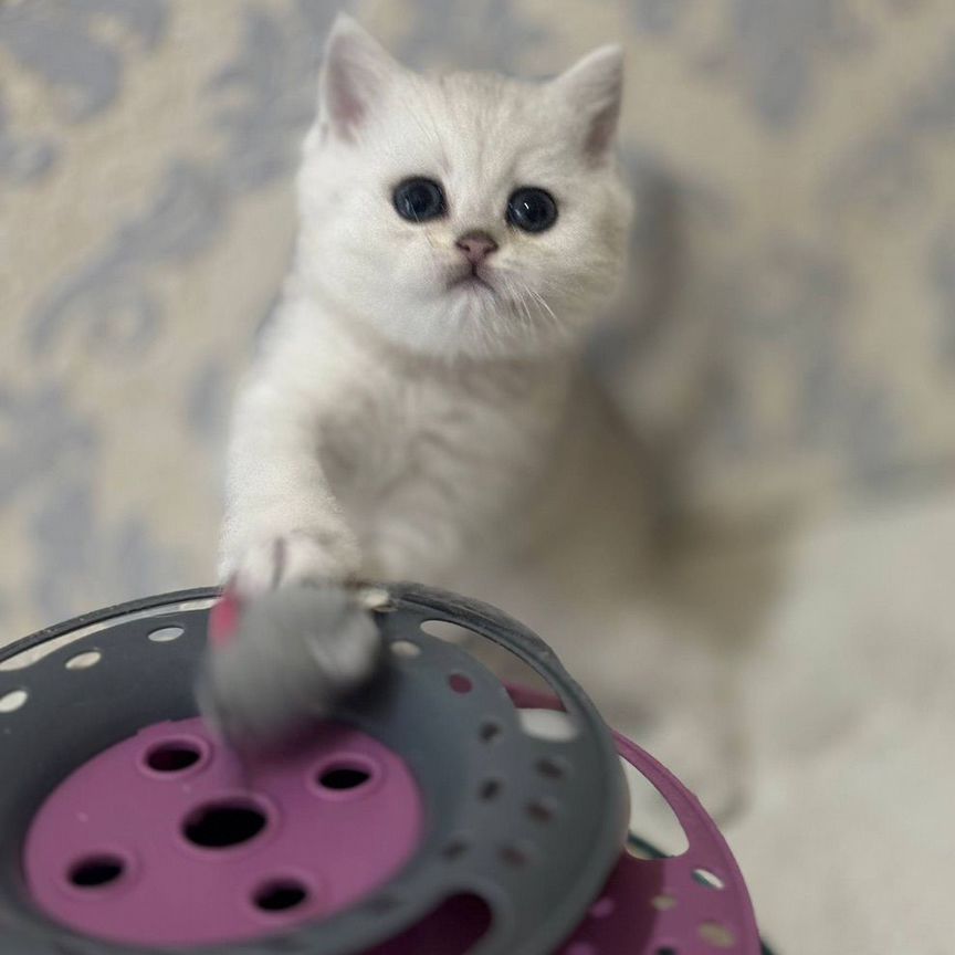 Британский короткошёрстный котёнок