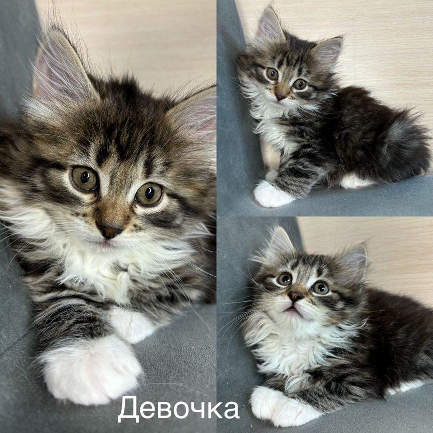Пушистые маленькие котята