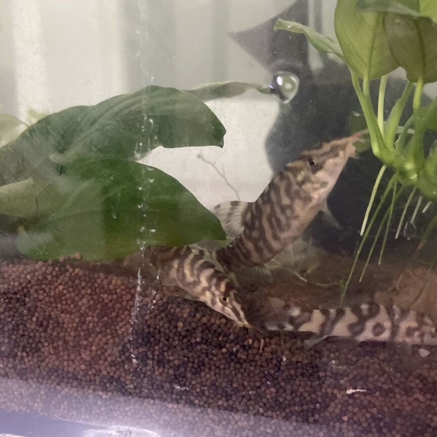 Боция мраморная