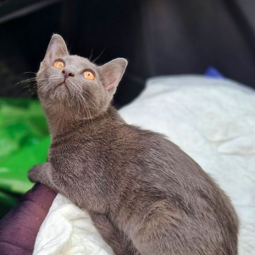 Котенок в добрые руки